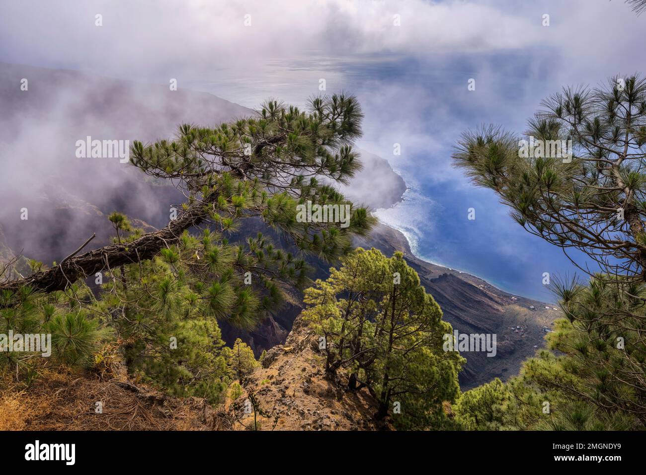 Sea of clouds and Canary pine forest on the island of El Herrio. The ...