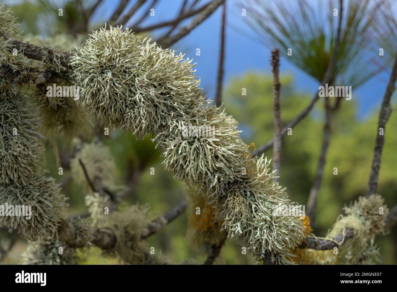 Ramalina lichens on pine trees on the island of El Hierro (Canary ...
