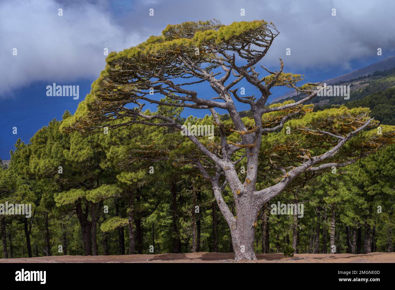 Canary pine on the island of El Herrio. The Canary pine (Pinus ...