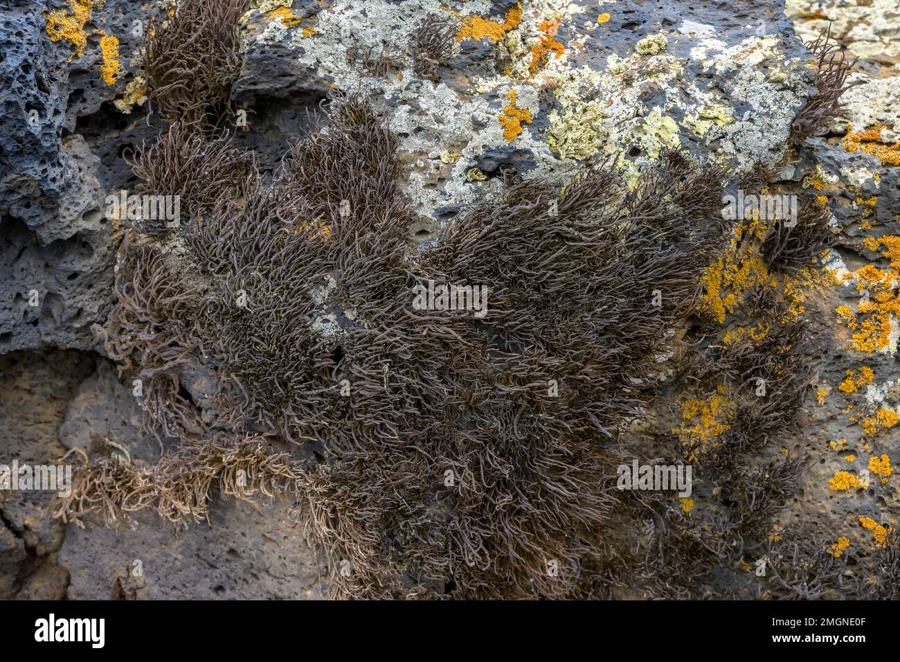 Orchilla lichen (Roccella canariensis) on the island of El Hierro ...