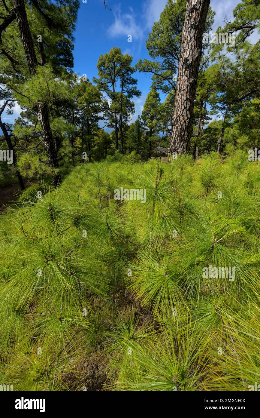 Canary pine on the island of El Herrio. The Canary pine (Pinus ...