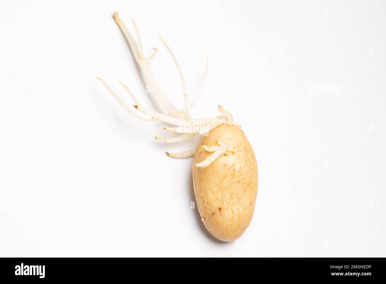 Potato with long sprouts germinating on white background Stock Photo ...