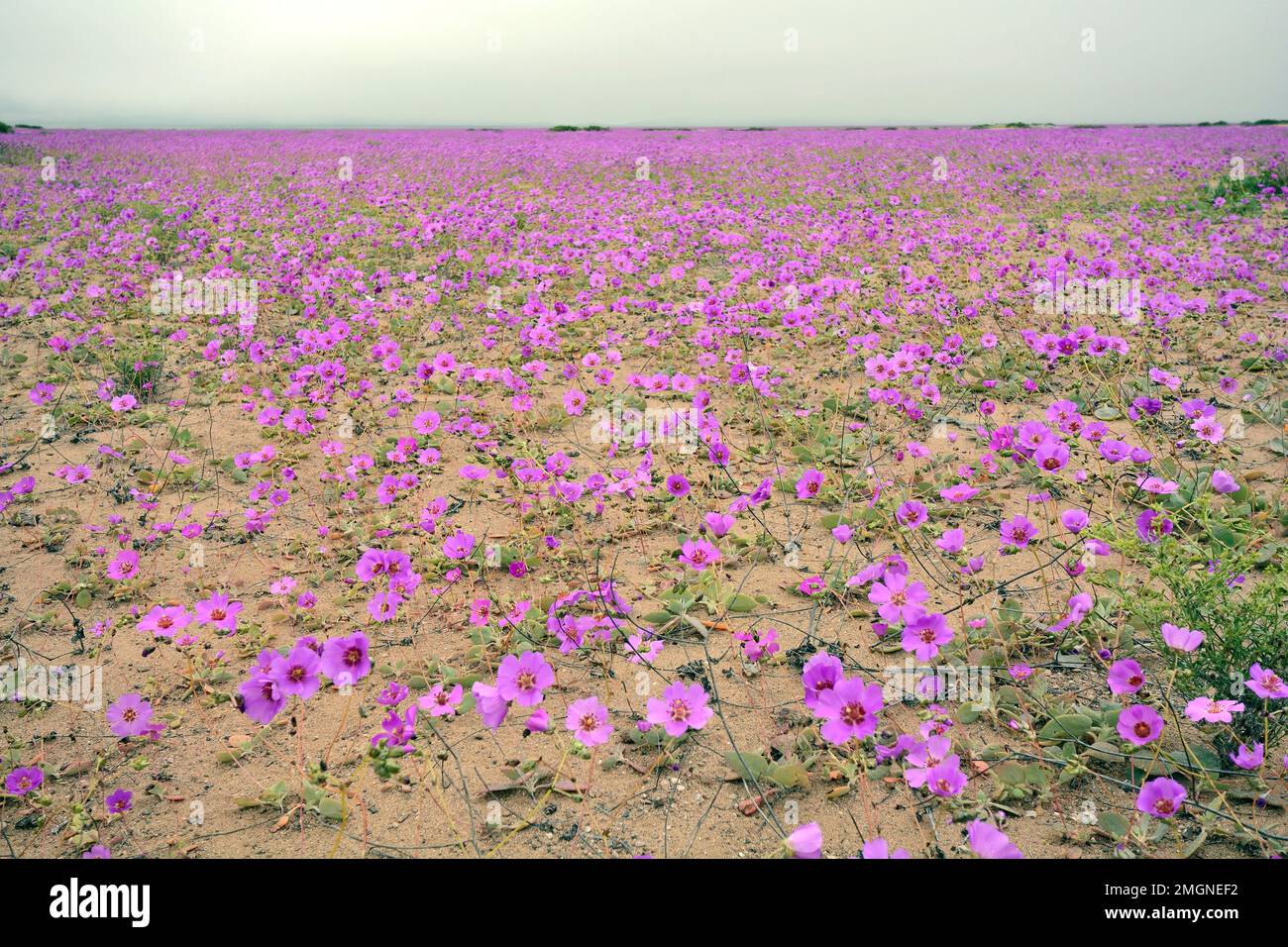 Phenomenon of the Flowery Desert, with Cistanthe longiscapa ...