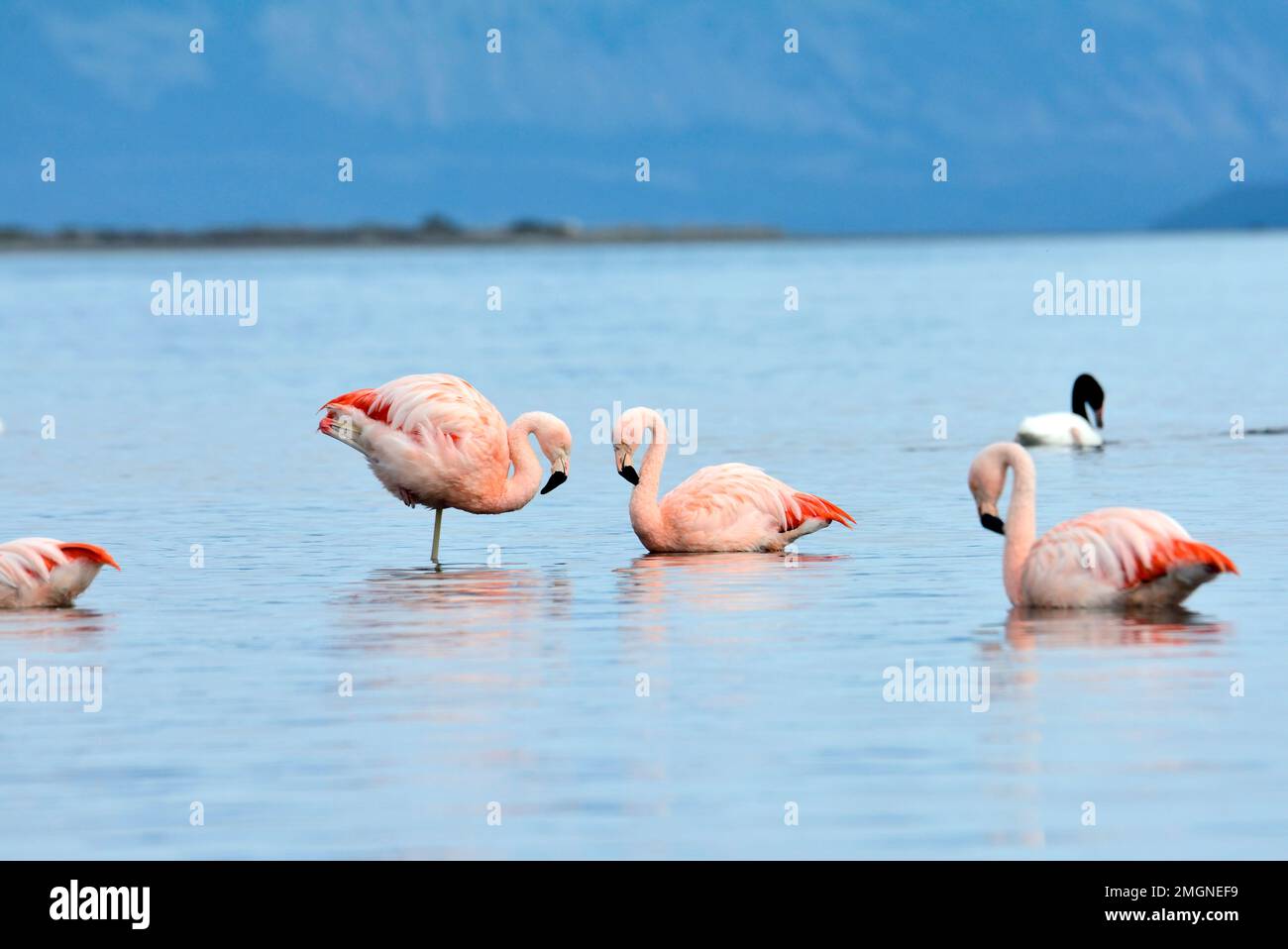 Phoenicopteridae hi-res stock photography and images - Alamy