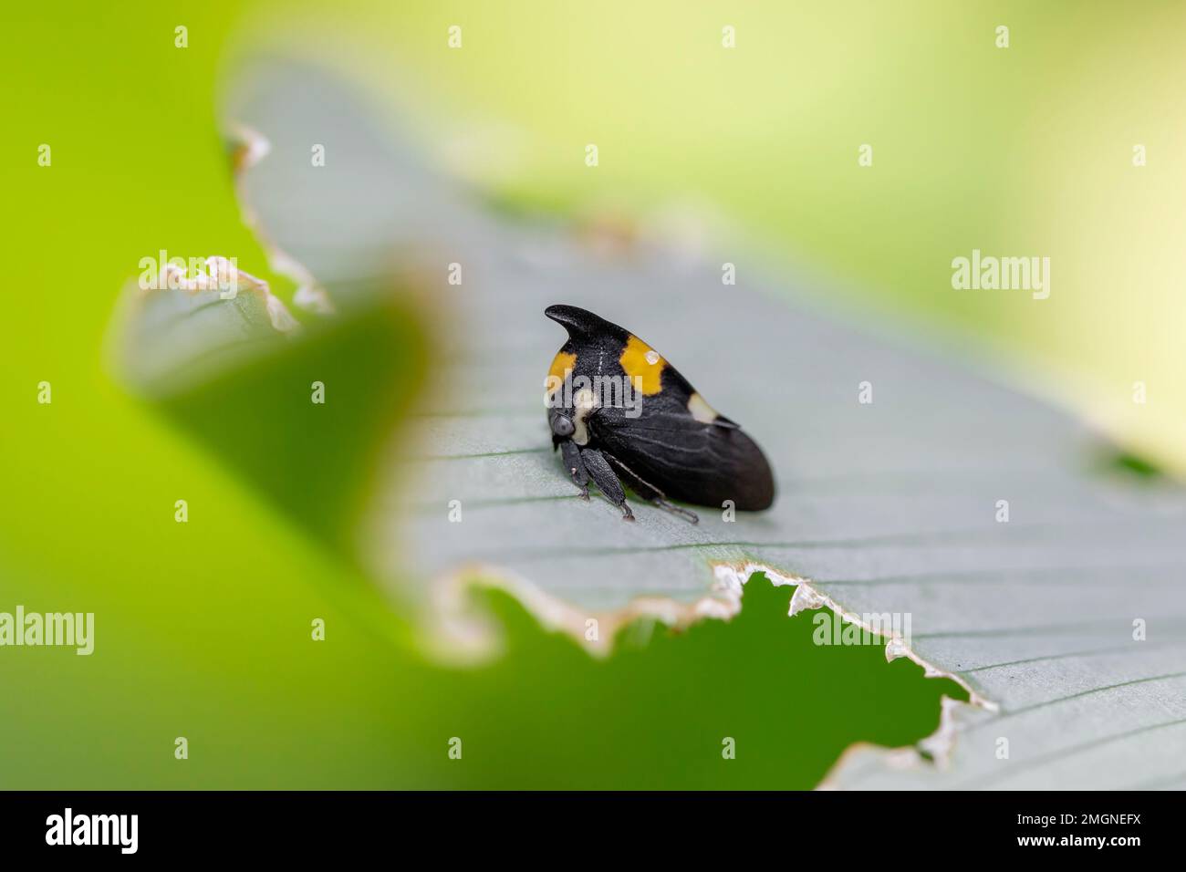 Treehopper (Enchophyllum quinquemaculatum) on a leaf, Rio de Janeiro ...