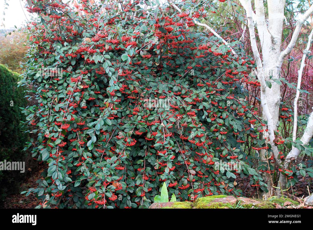 Milkflower cotoneaster (Cotoneaster lacteus Stock Photo - Alamy