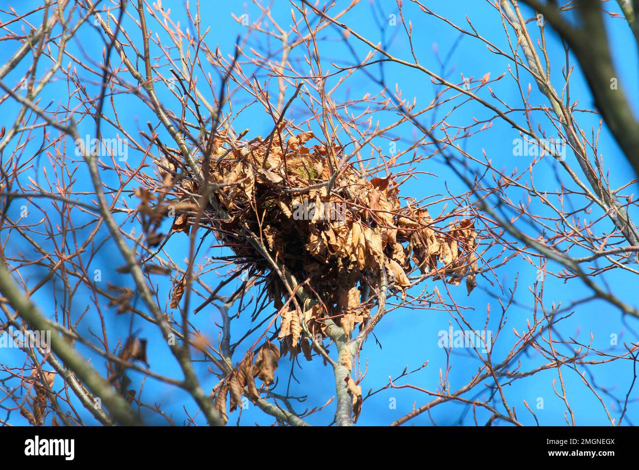 Red squirrel (Sciurus vulgaris) nest in a beech tree in winter against ...
