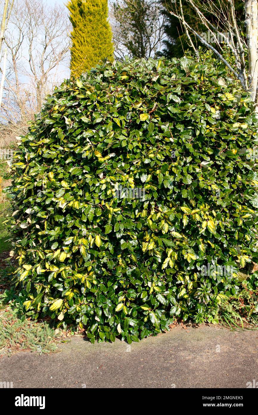 Thorny Olive, Elaeagnus pungens 'Maculata', golden evergreen in a ...