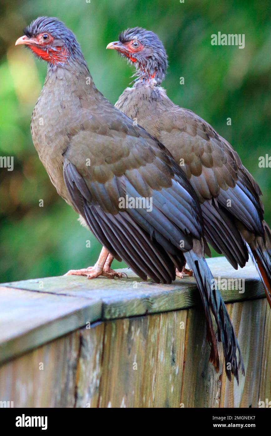 Chaco Chachalaca (Ortalis canicollis) on a balustrade, Parc aux oiseaux ...