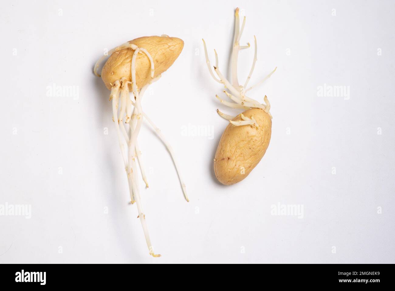 germinating sprouted potato with curvy roots two potatoes placed on ...