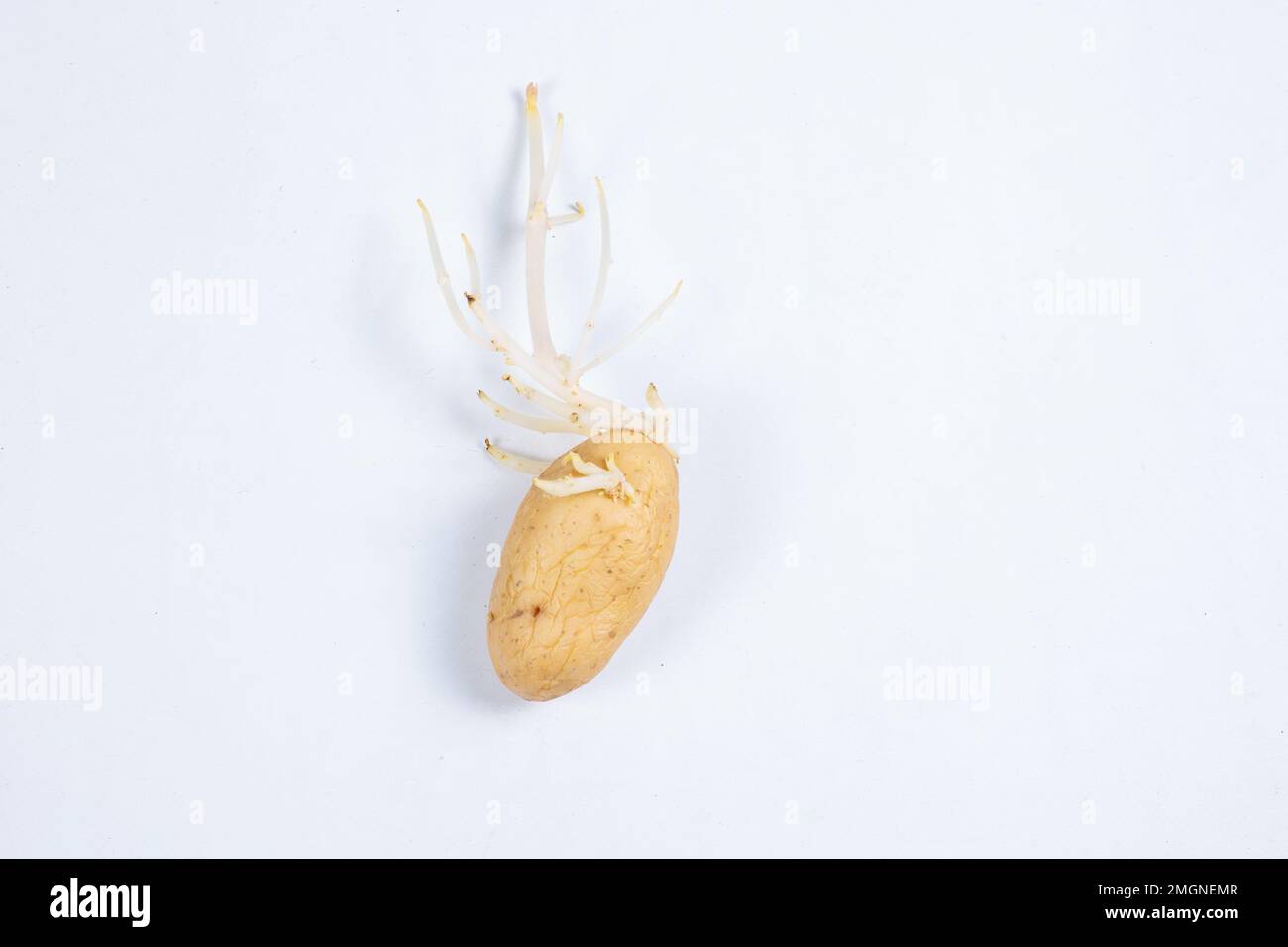 Potatoes with long sprouts germinating potato on table white background ...