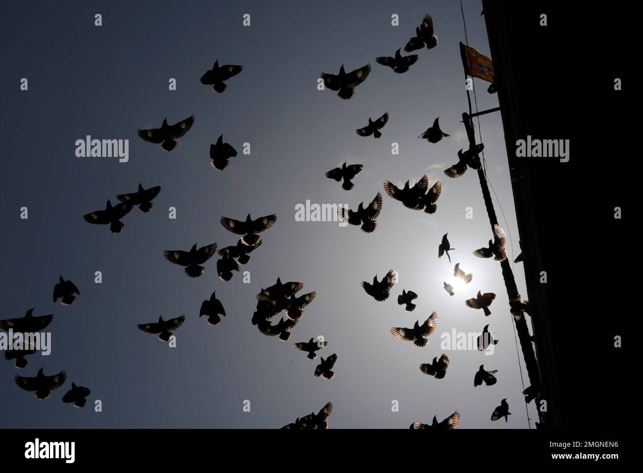 Common mynas fly over river Ganga Kachla Ghat, outskirts of Budaun ...