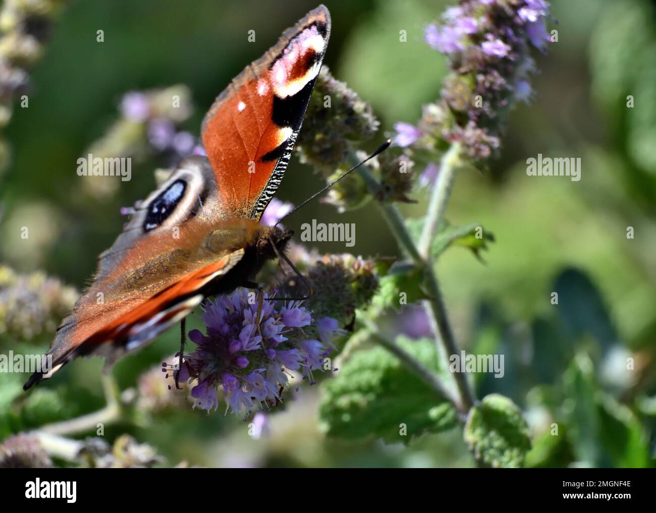 Butterfly is eating nectar from flowers Stock Photo - Alamy