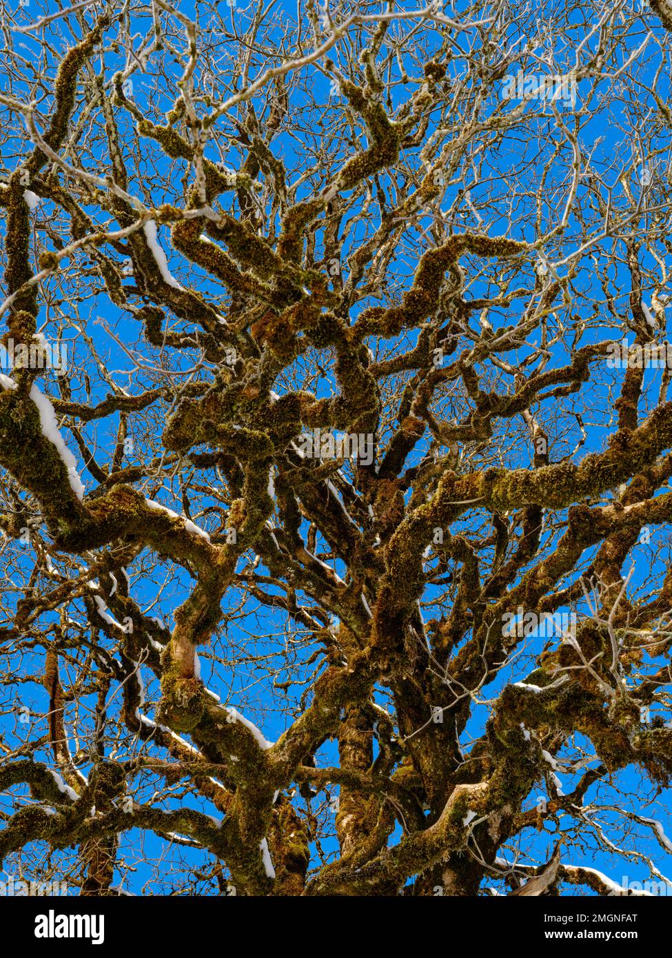 Sycamore (Acer pseudoplatanus) in the valley of river Stillach. The ...