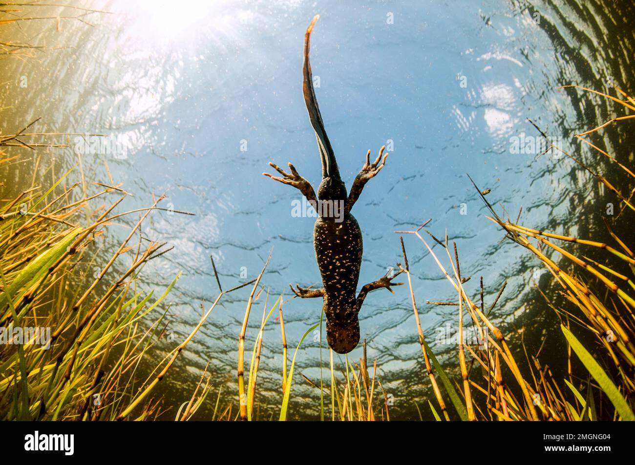 Marbled Newt (Triturus marmoratus) backlighting in a natural pond ...
