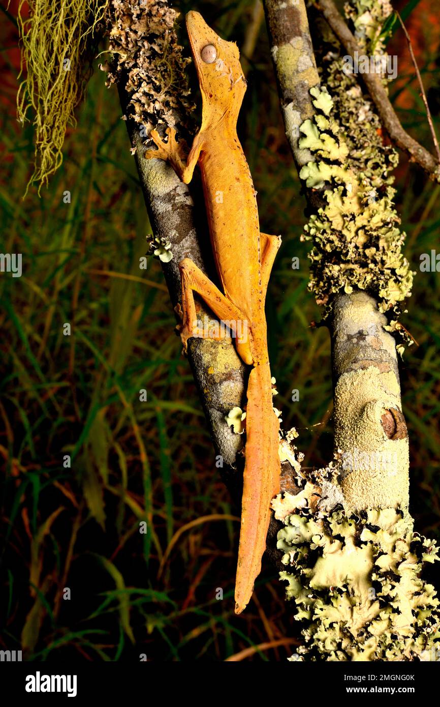 Lined Leaf-tailed Gecko (Uroplatus lineata) on a trunk, N.E. Madagascar ...