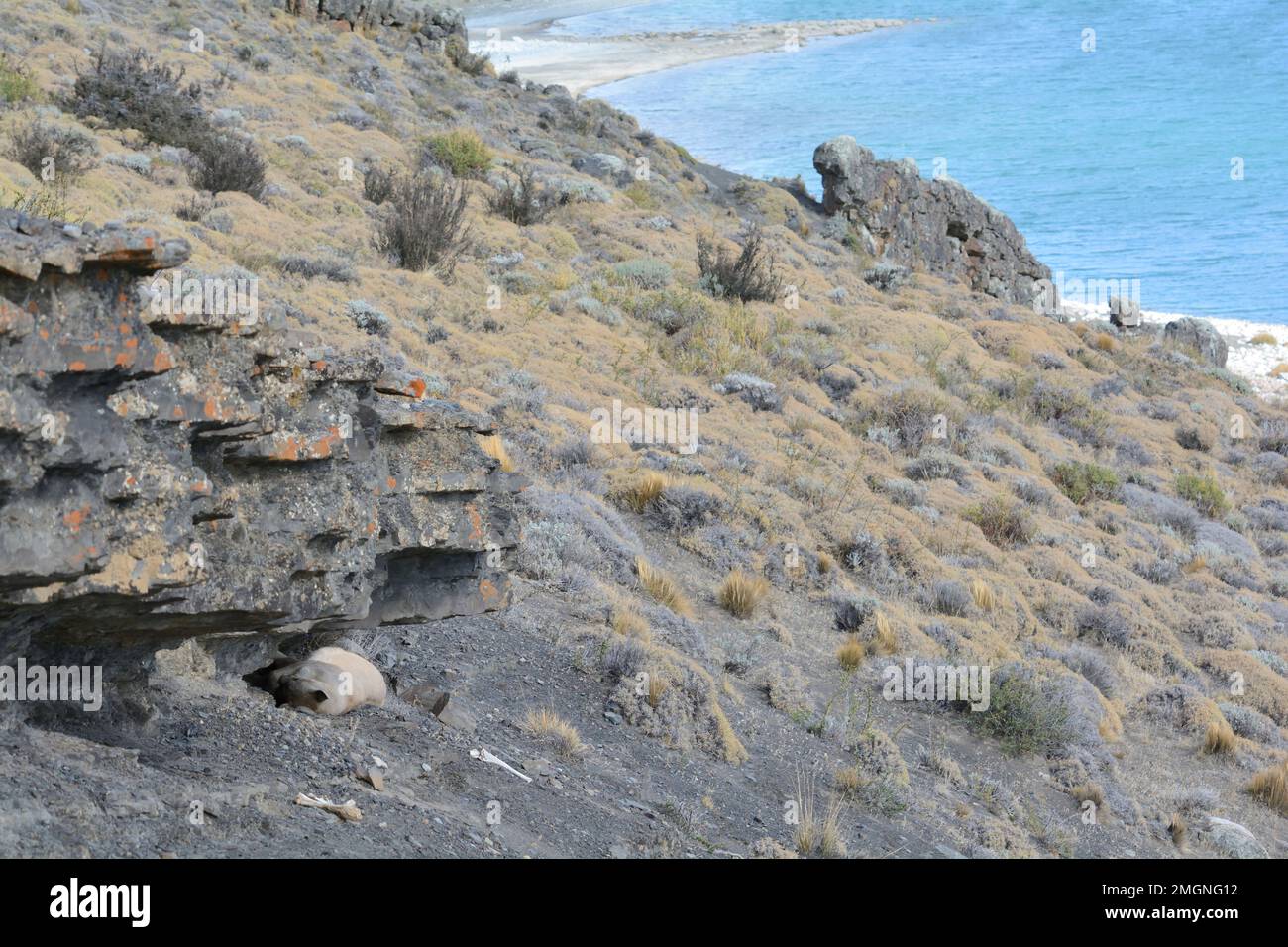 Puma (Puma concolor), female resting in her daytime roost, Torres del ...