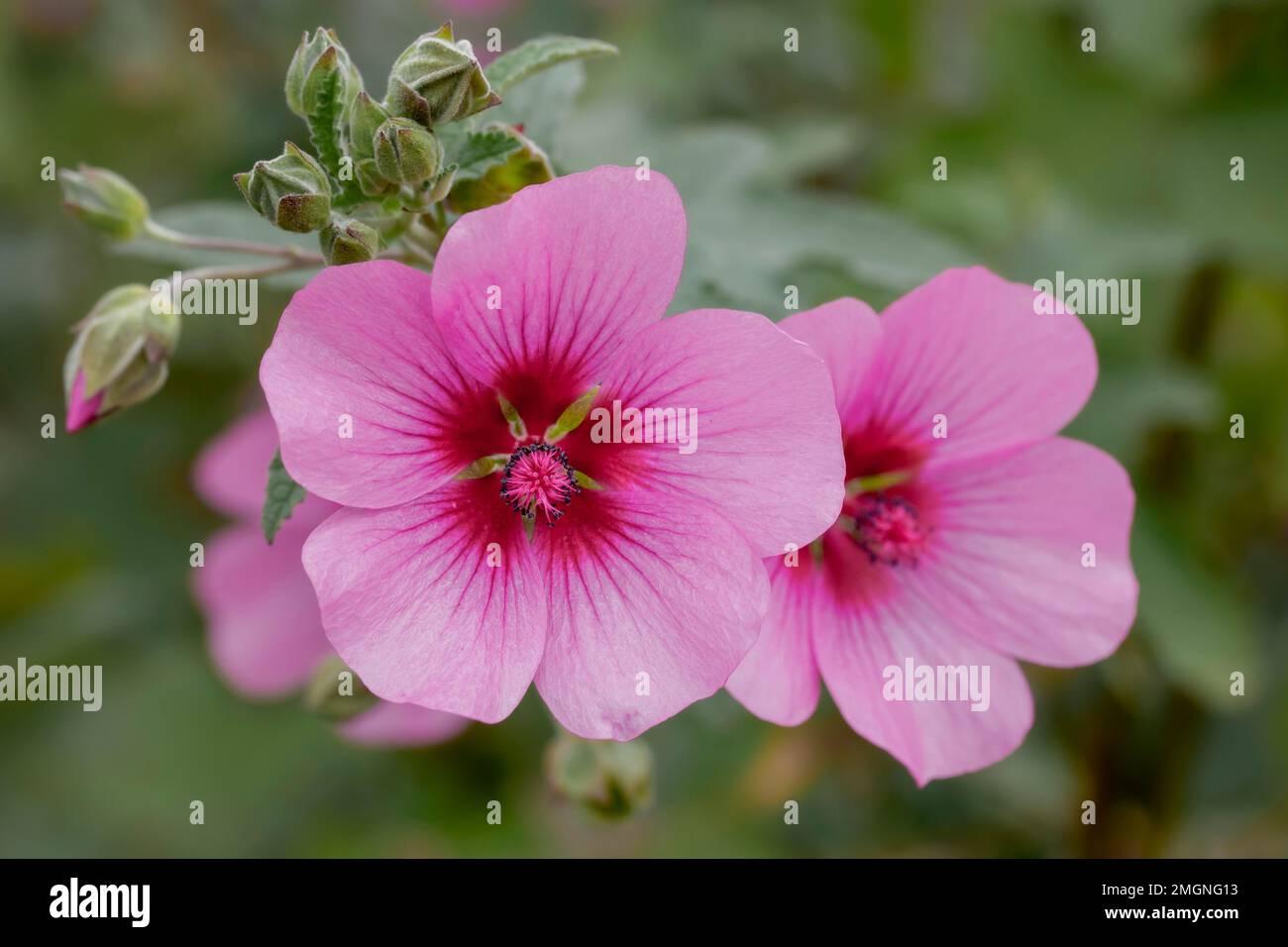 African mallow (Anisodontea capensis) 'El Rayo' Stock Photo - Alamy