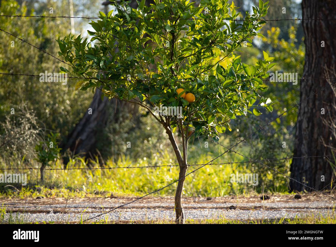 Lonely orange tree hi-res stock photography and images - Alamy
