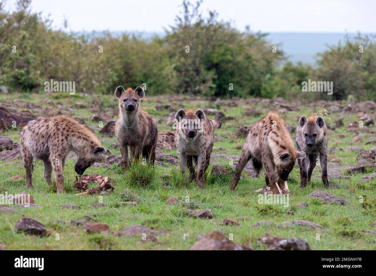 Spotted hyena (Crocuta crocuta), adult, in the savanna, fight for bones ...