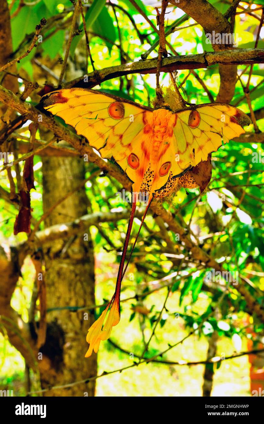 Comet moth (Argema mittrei) on a branch, Madagascar Stock Photo - Alamy