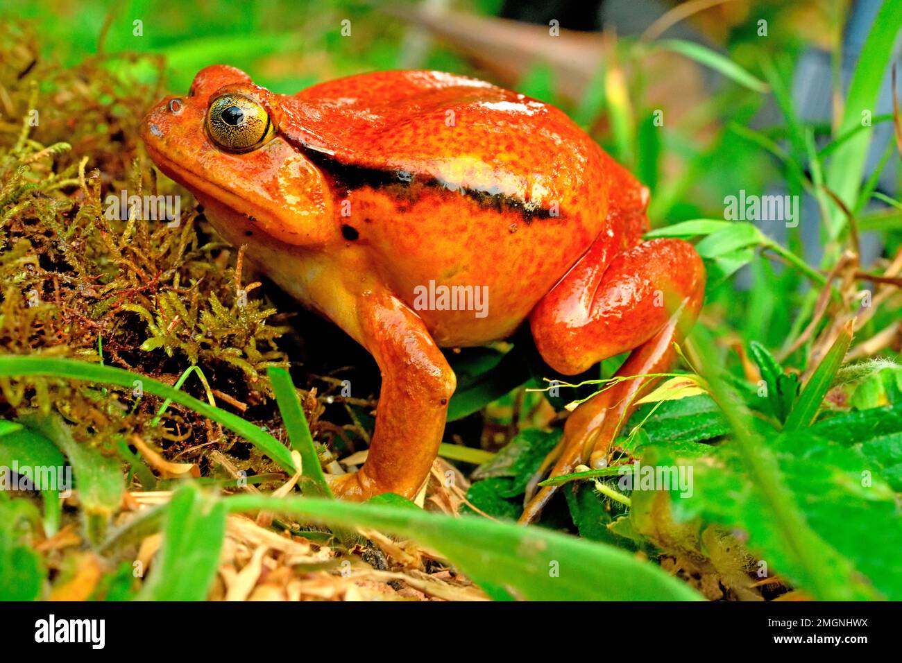 False Tomato Frog (Dyscophus guineti) E. Madagascar Stock Photo - Alamy