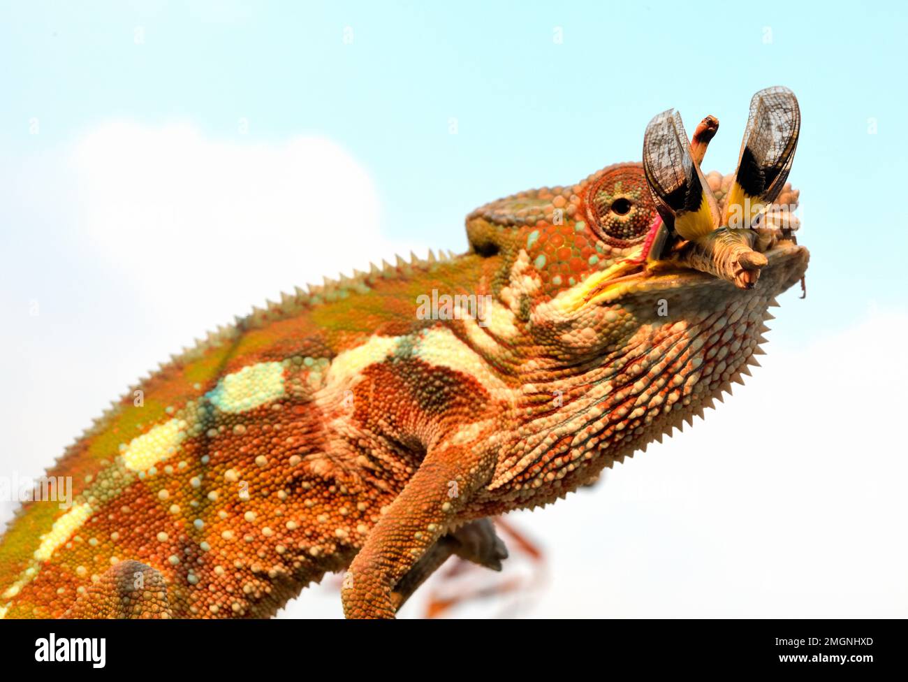 Panther Chameleon (Furcifer pardalis) eating an insect on a branch N ...