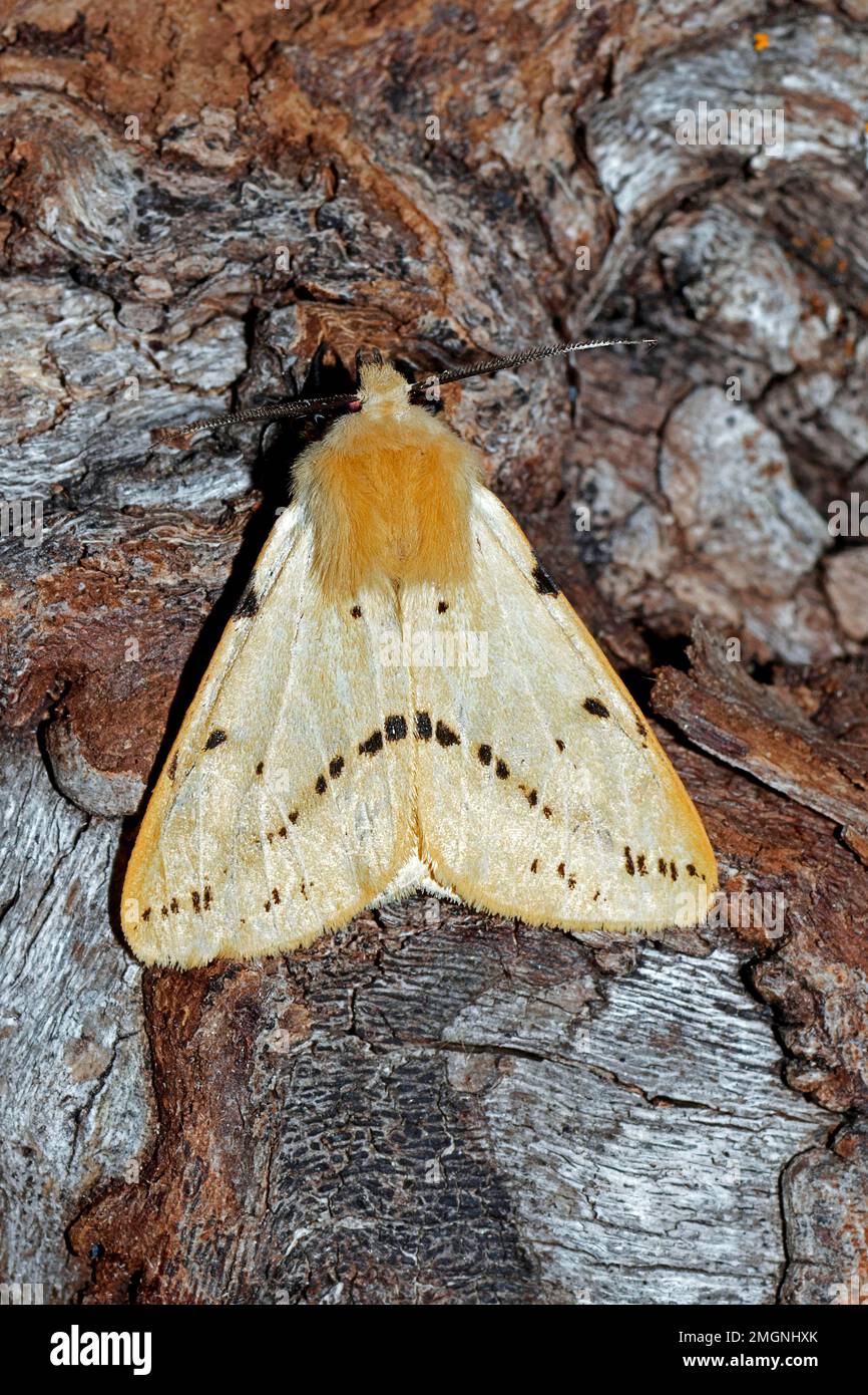 Buff Ermine (Spilarctia lutea) on wood, top view, Gers, France Stock ...