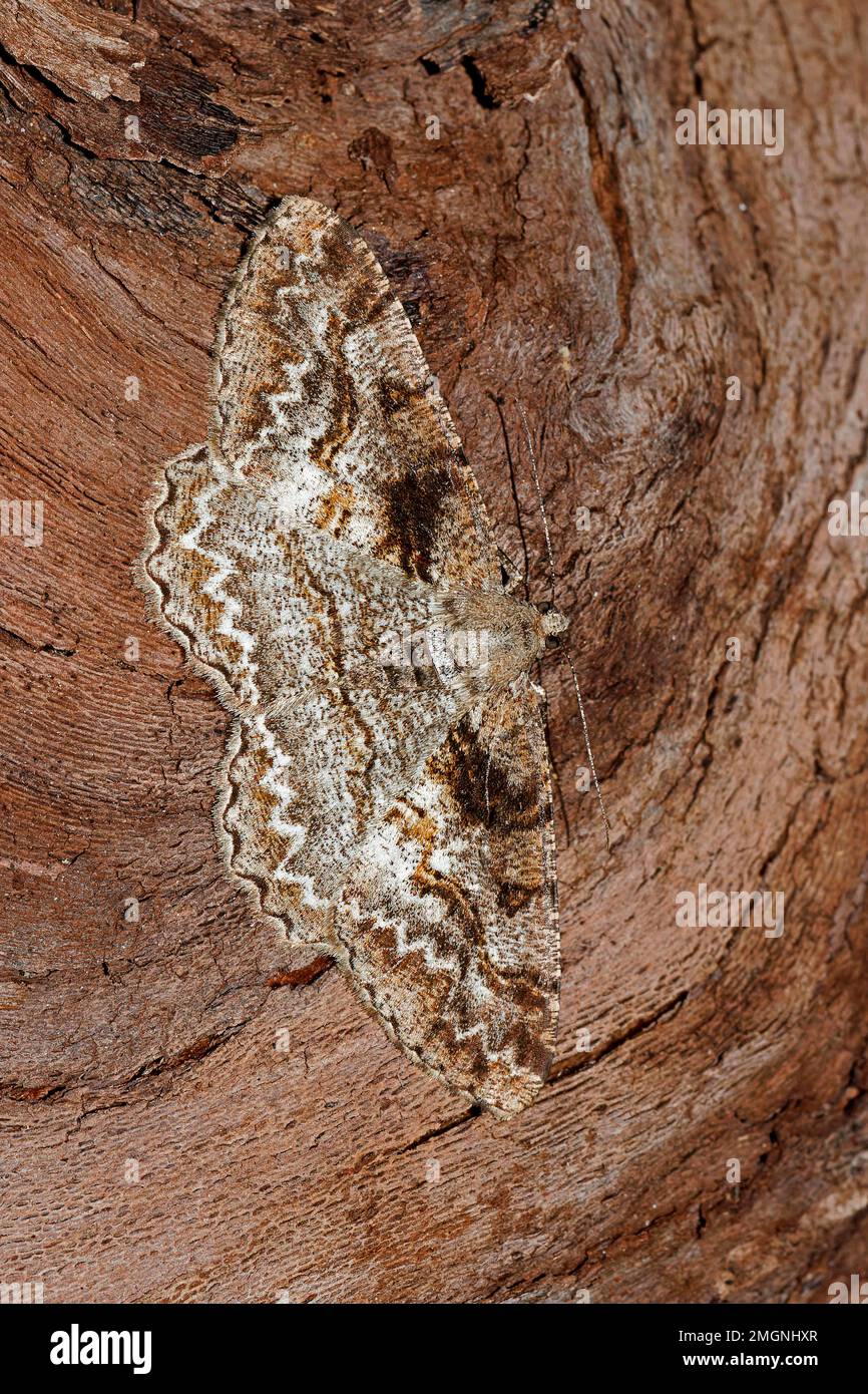 Mottled beauty (Alcis repandata), on wood, top view, open wings, Gers ...
