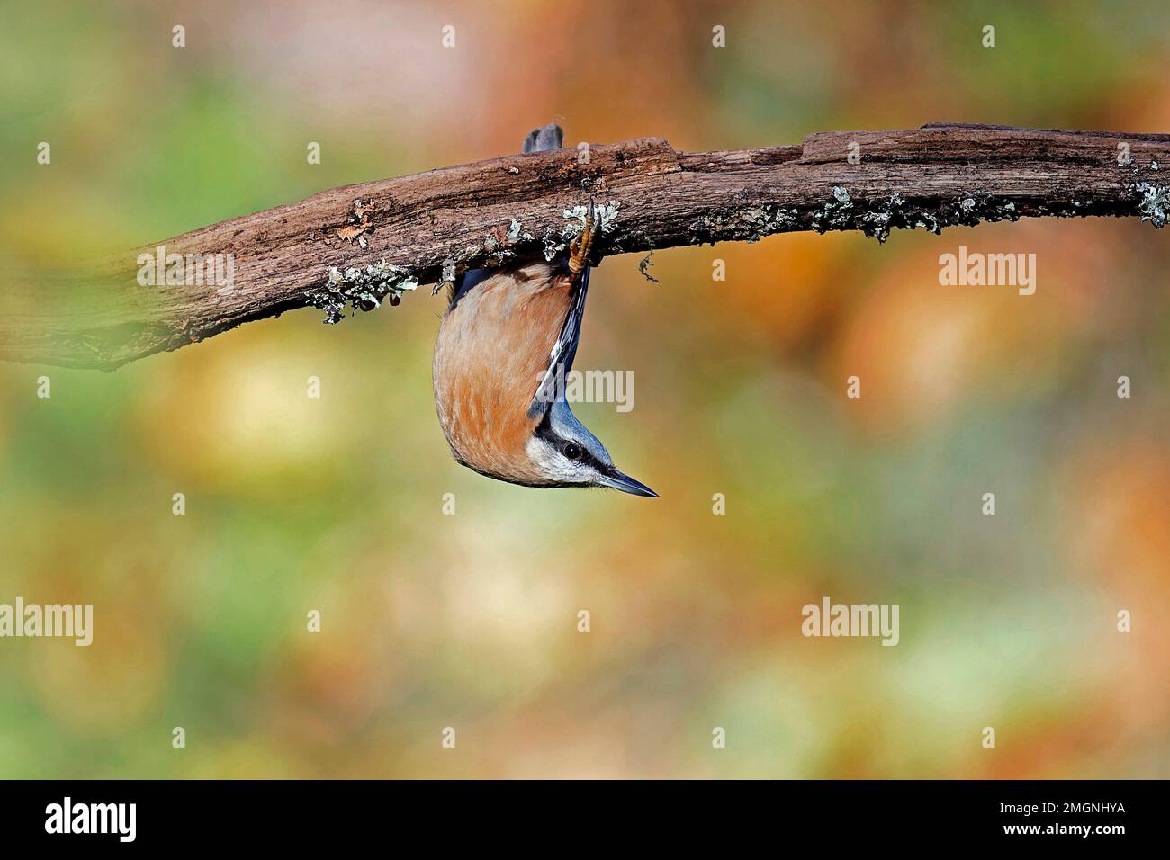 Wood Nuthatch (Sitta europaea) in a pendulum position, Gers, France ...