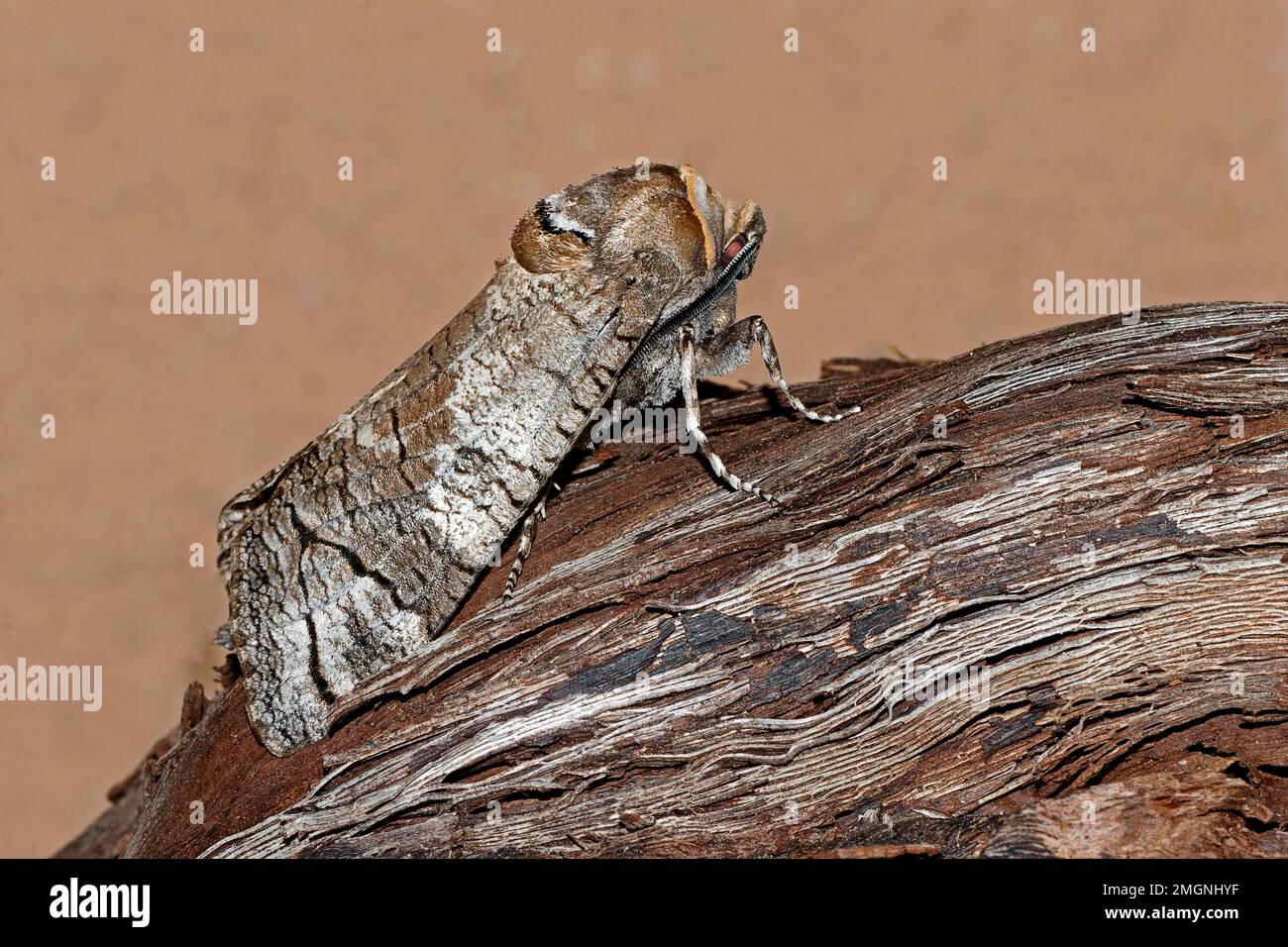 Goat Moth (Cossus cossus) on wood, profil view, Gers, France Stock ...