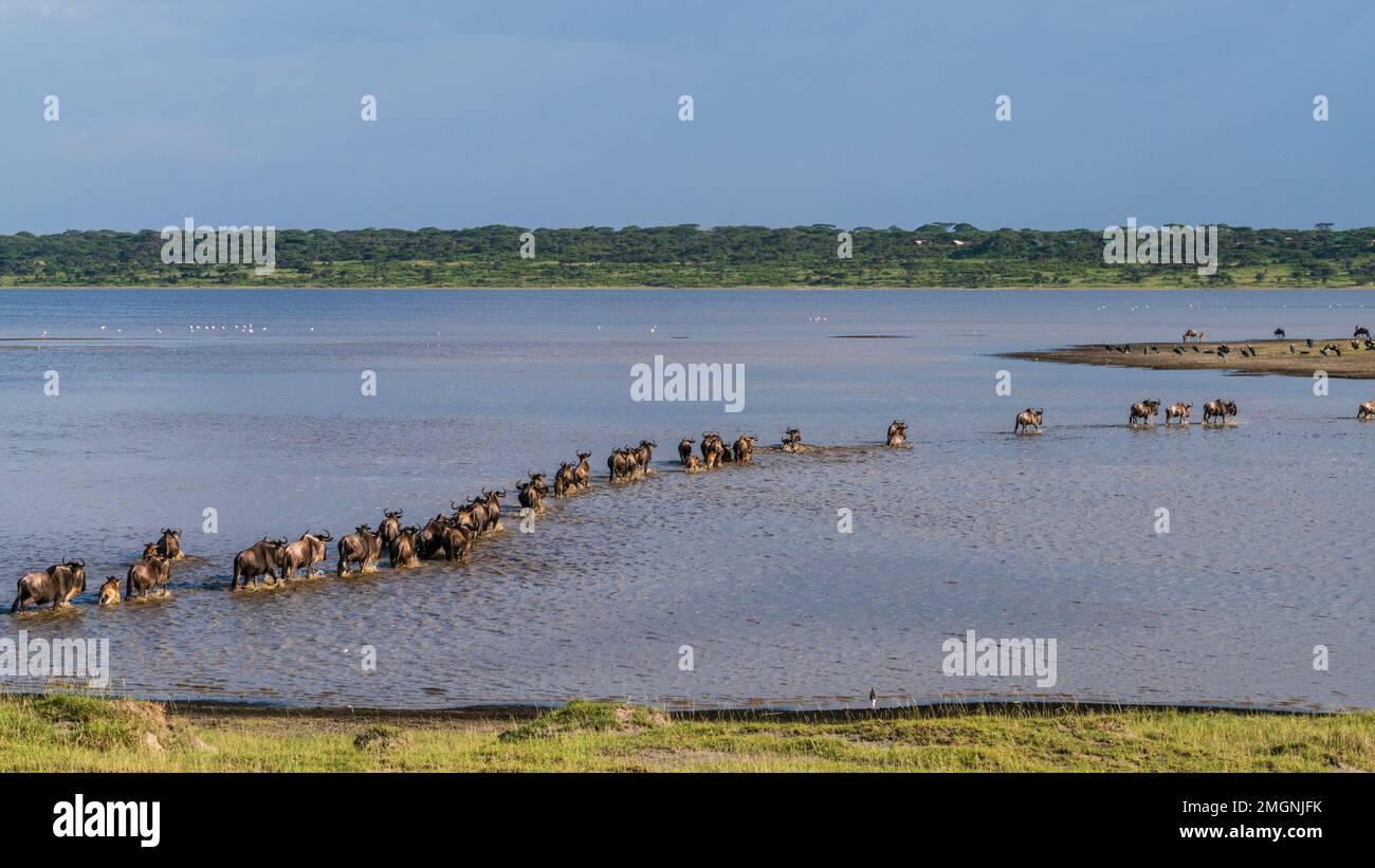Blue wildebeest (Connochaetes taurinus) crossing the lake Ndutu, Ndutu ...