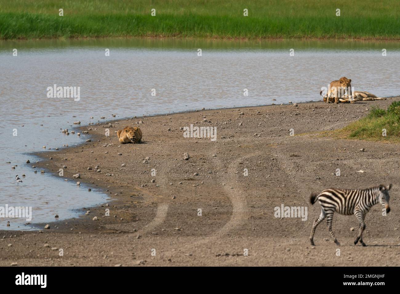 Two lioness (Panthera leo) watching s common zebras (Equus quagga ...