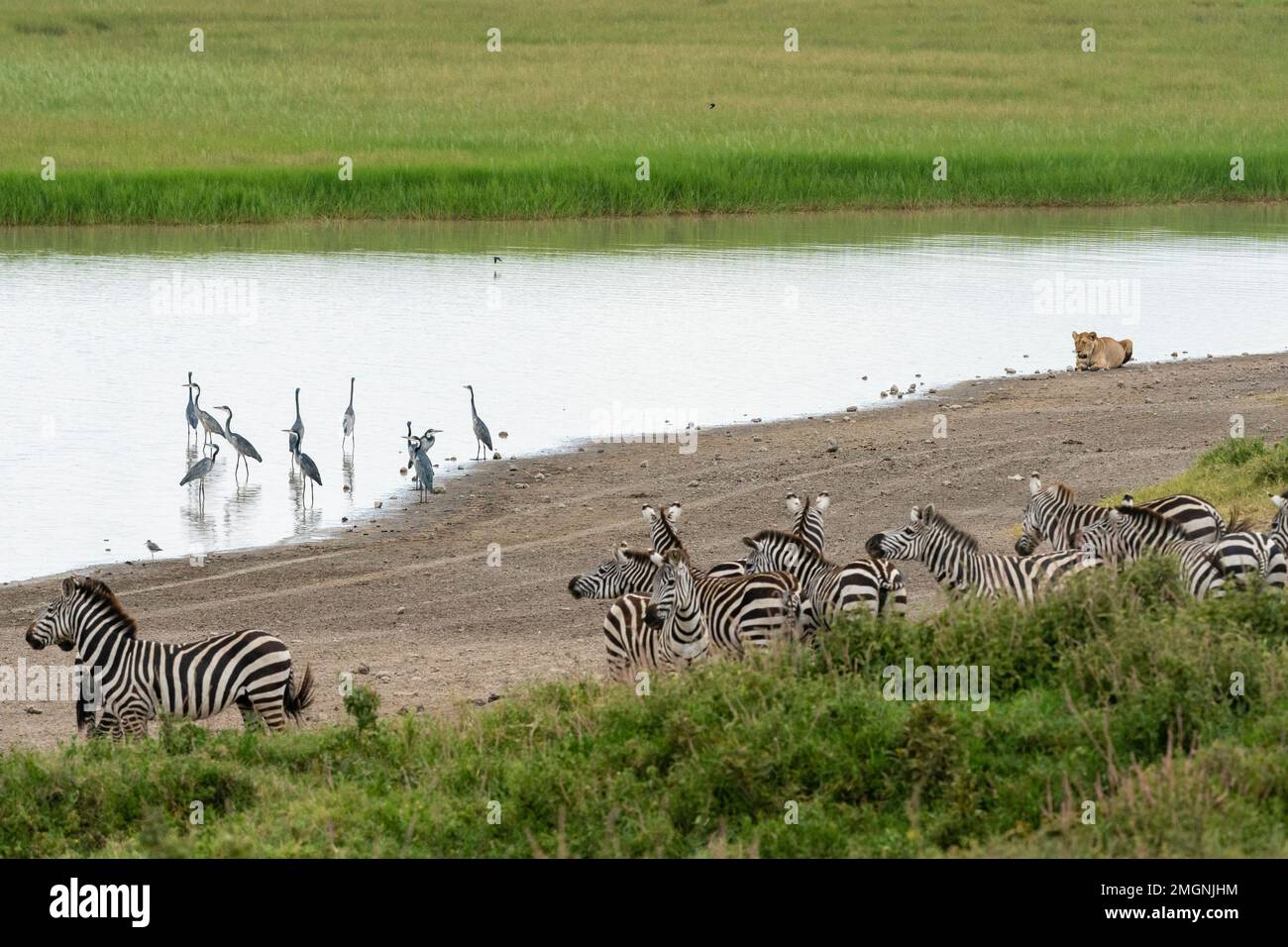 Two lioness (Panthera leo) watching a common zebras (Equus quagga ...