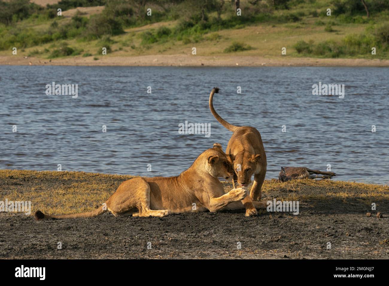 A lioness (Panthera leo) after bringing to the lake shore a fresly ...