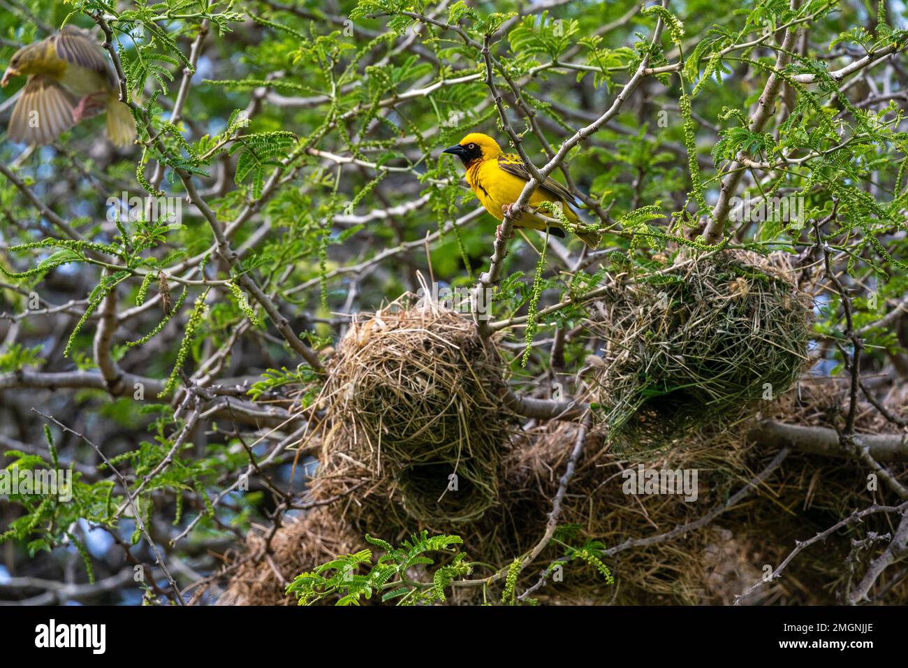 Speke's Weaver (Ploceus spekei) nesting on acacia tree, Ndutu ...
