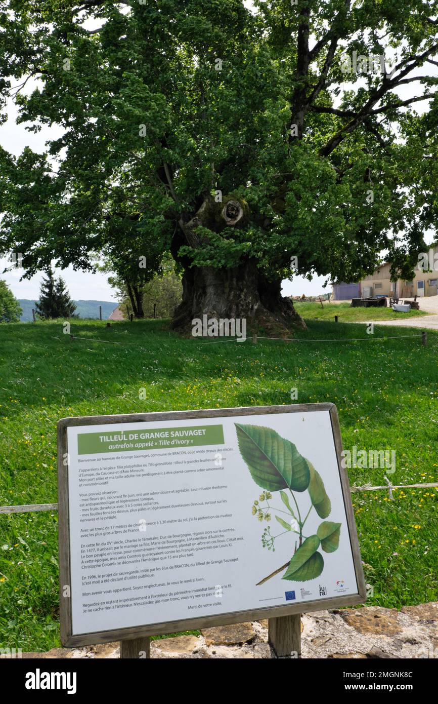 Ivory linden, late 15th century, Large-leaved linden (Tilia grandifolia ...