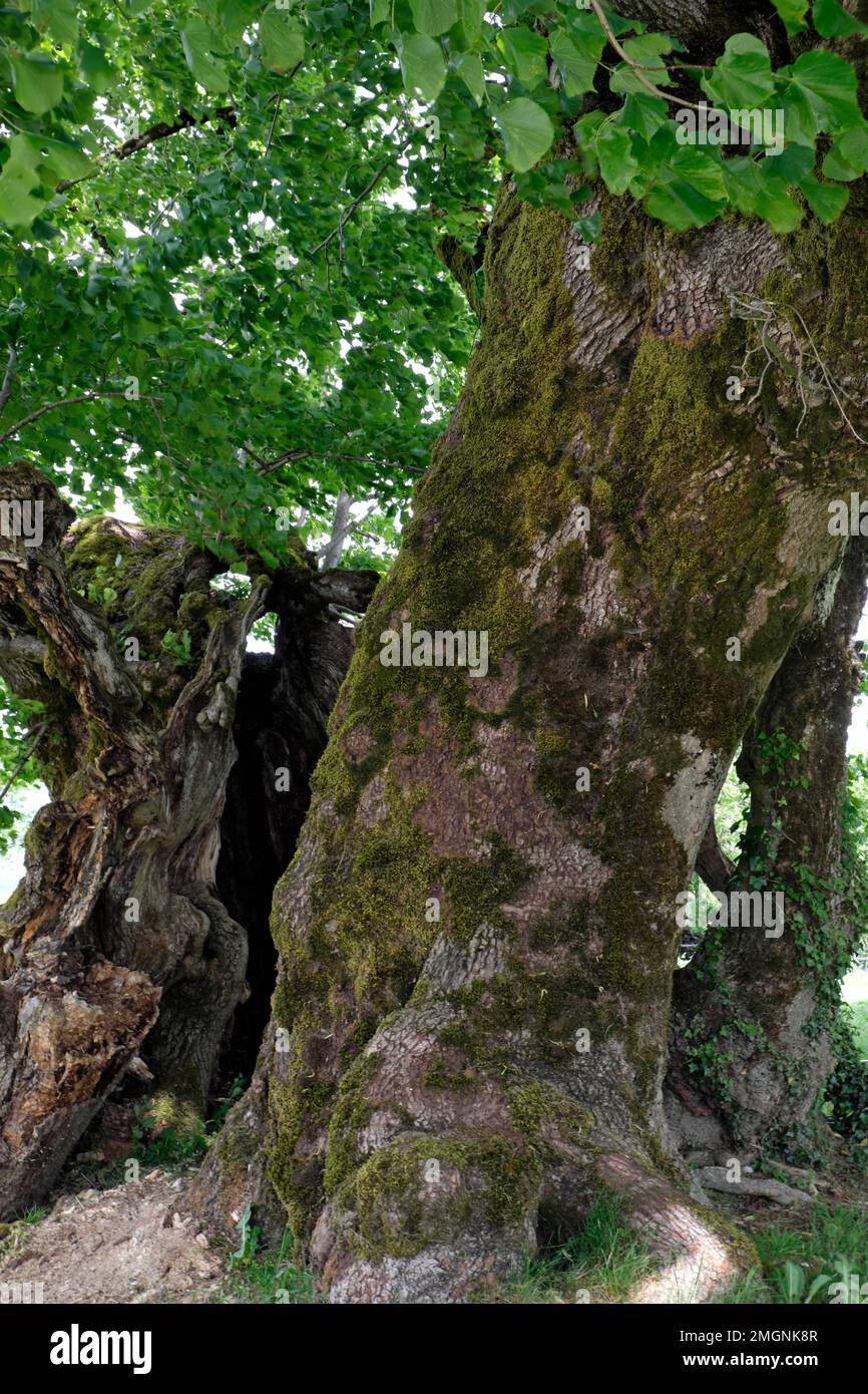 Ivory linden, late 15th century, Large-leaved linden (Tilia grandifolia ...
