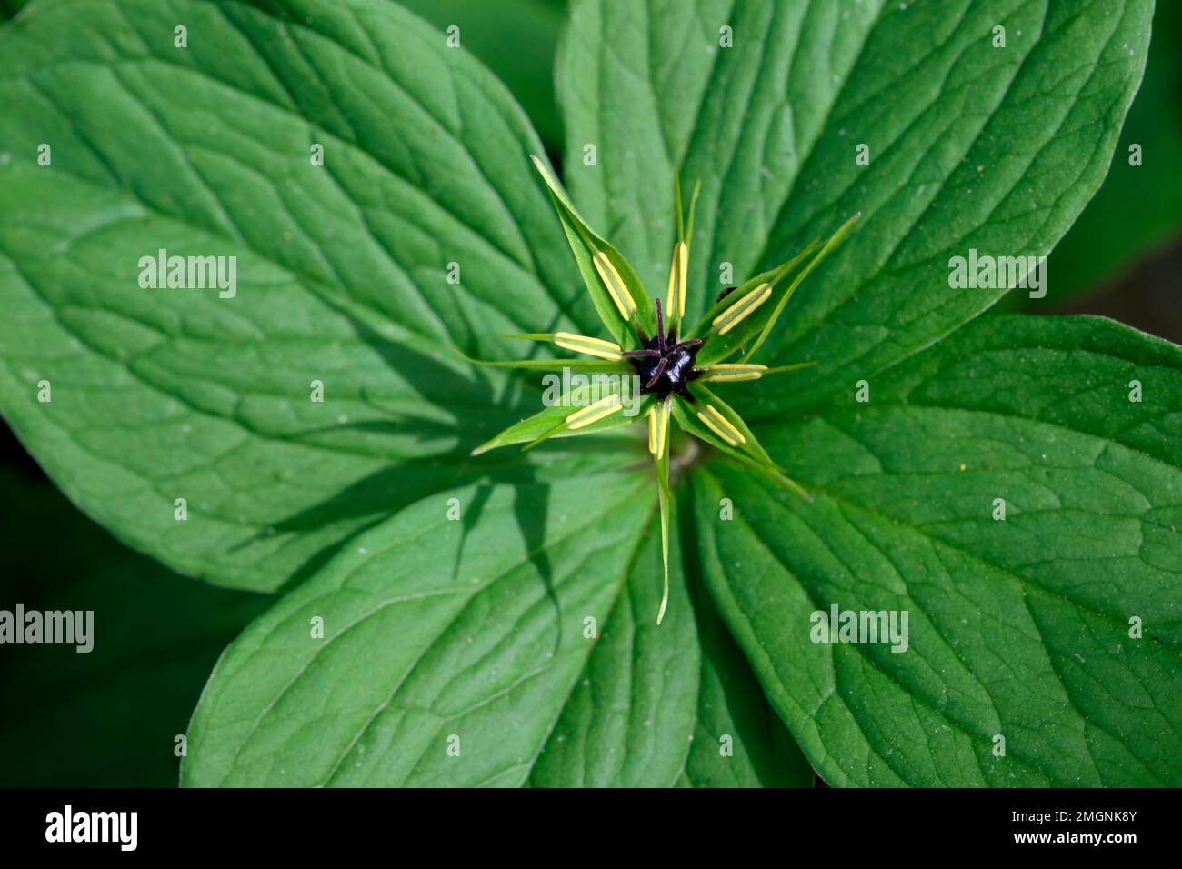 Four-leaved Parisette (Paris quadrifolia), flower, forest, Offemont ...