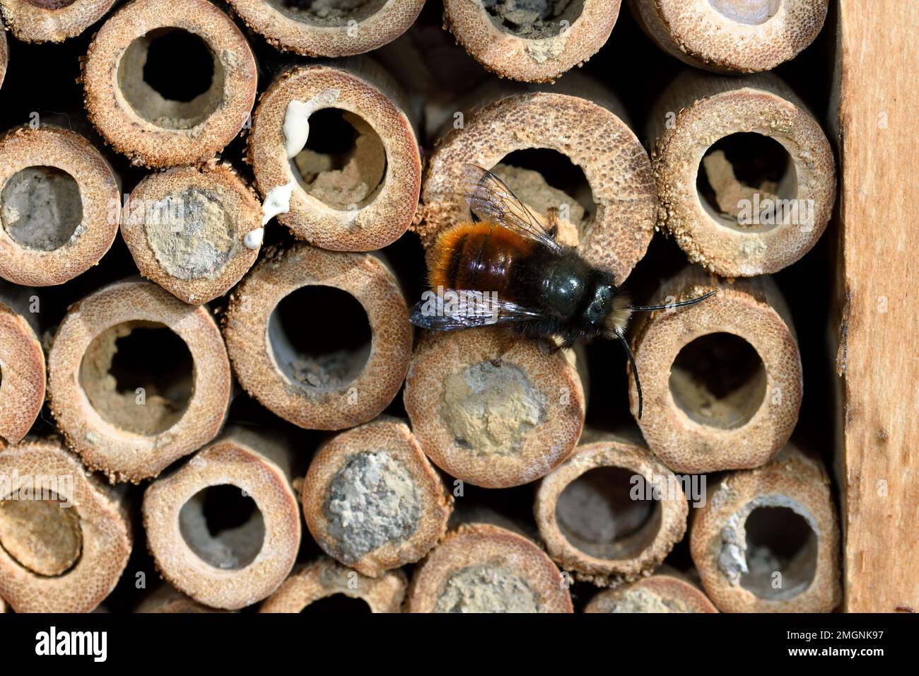 Horned Osmia (Osmia cornuta), male, nest box, window sill, Belfort ...