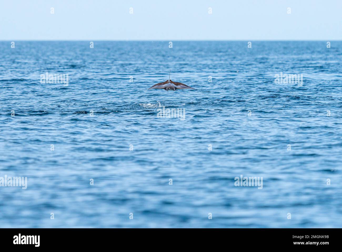 Munk's pygmy devil ray / Munk's mobula (Mobula munkiana) flying out of ...