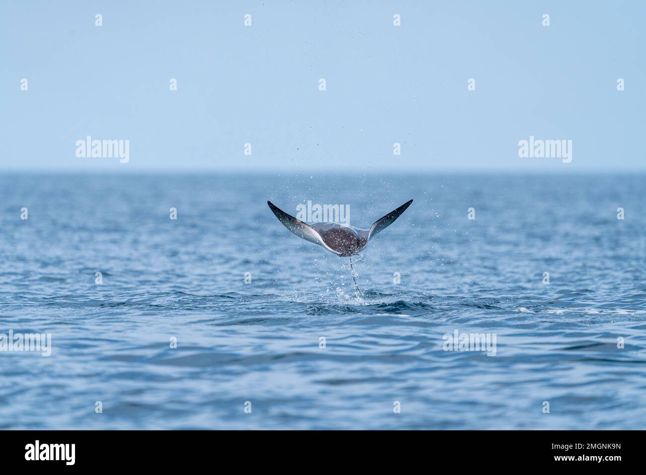 Munk's pygmy devil ray / Munk's mobula (Mobula munkiana) flying out of ...