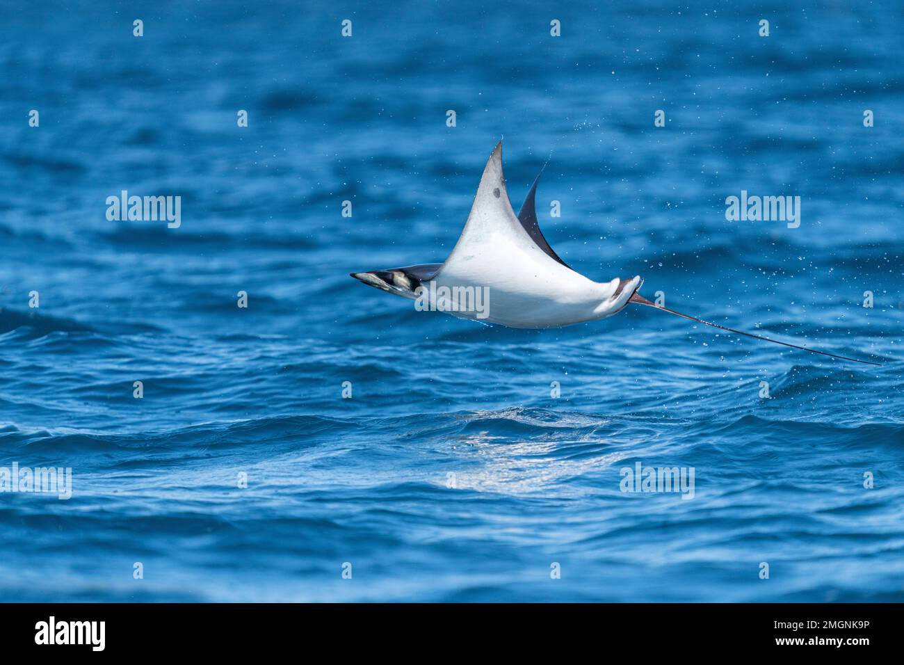 Munk's pygmy devil ray / Munk's mobula (Mobula munkiana) flying out of ...