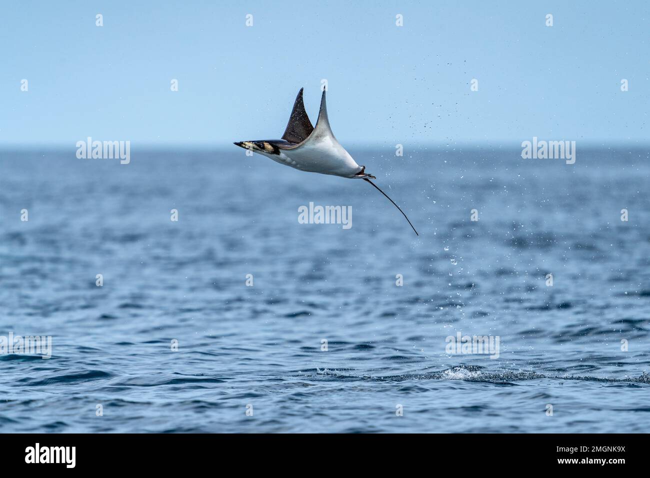 Munk's pygmy devil ray / Munk's mobula (Mobula munkiana) flying out of ...