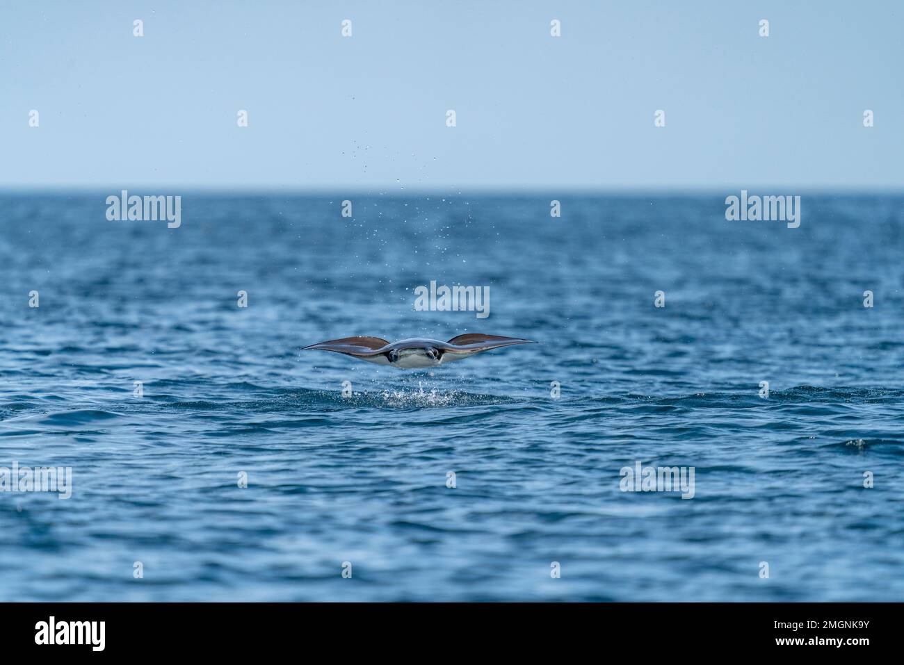 Munk's pygmy devil ray / Munk's mobula (Mobula munkiana) flying out of ...