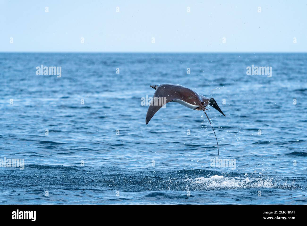 Munk's pygmy devil ray / Munk's mobula (Mobula munkiana) flying out of ...