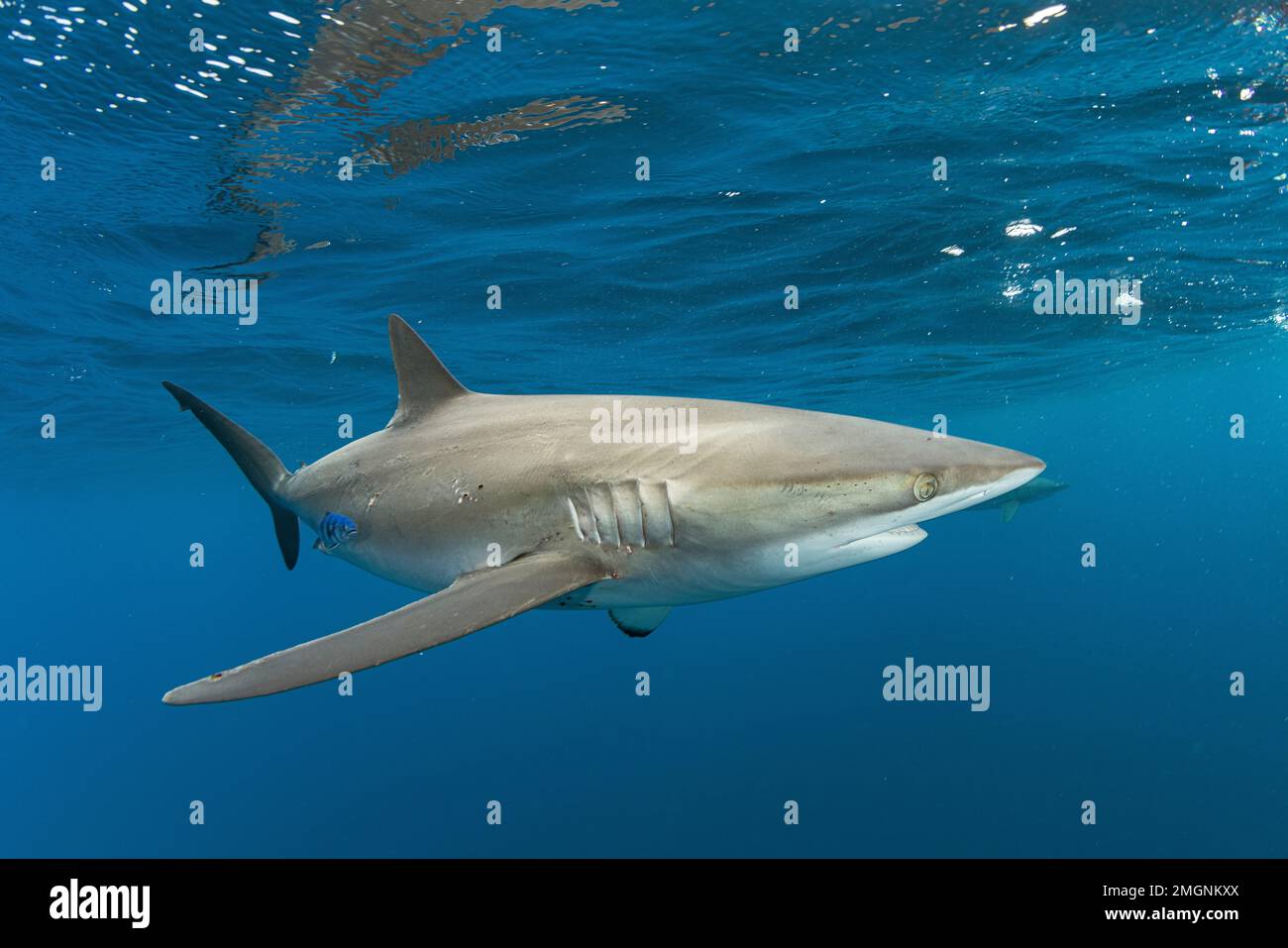 Silky shark (Carcharhinus falciformis), swimming beneath the surface of ...