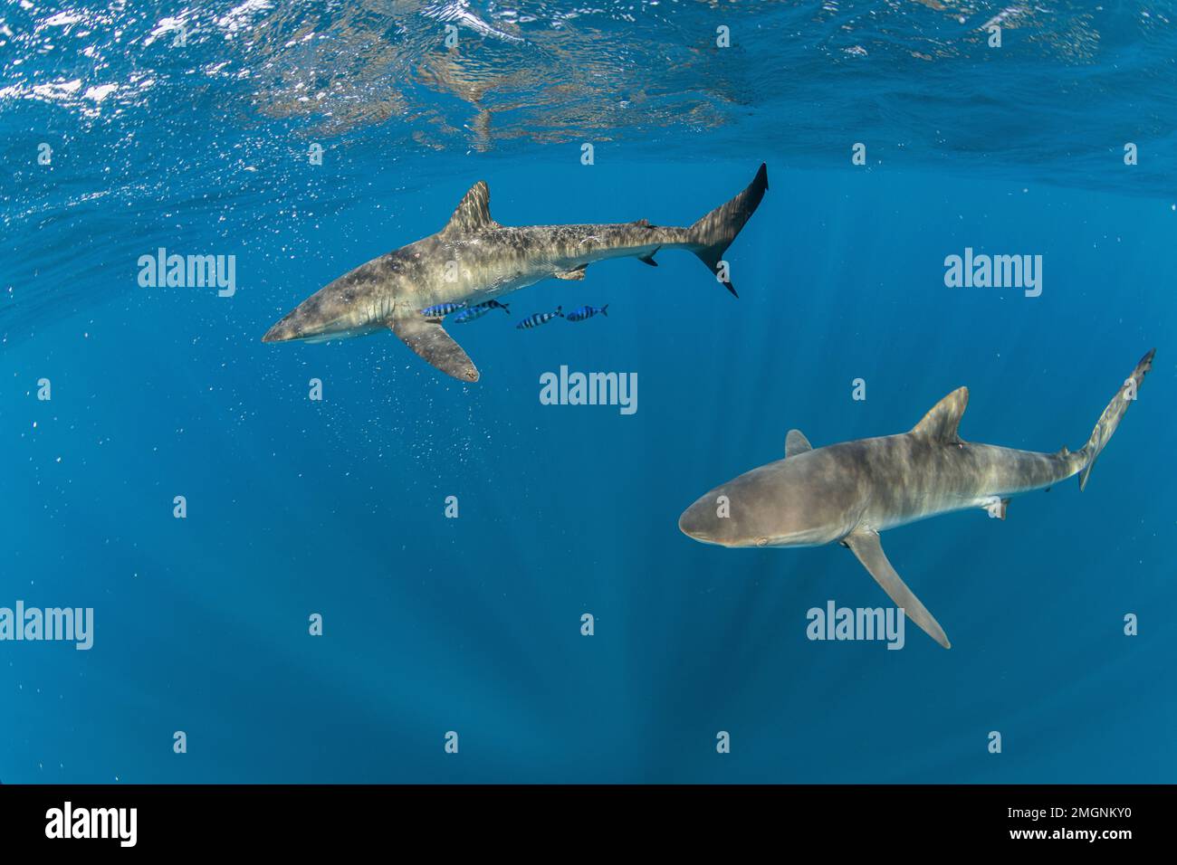 Couple of Silky shark (Carcharhinus falciformis), one with Pilot fish ...