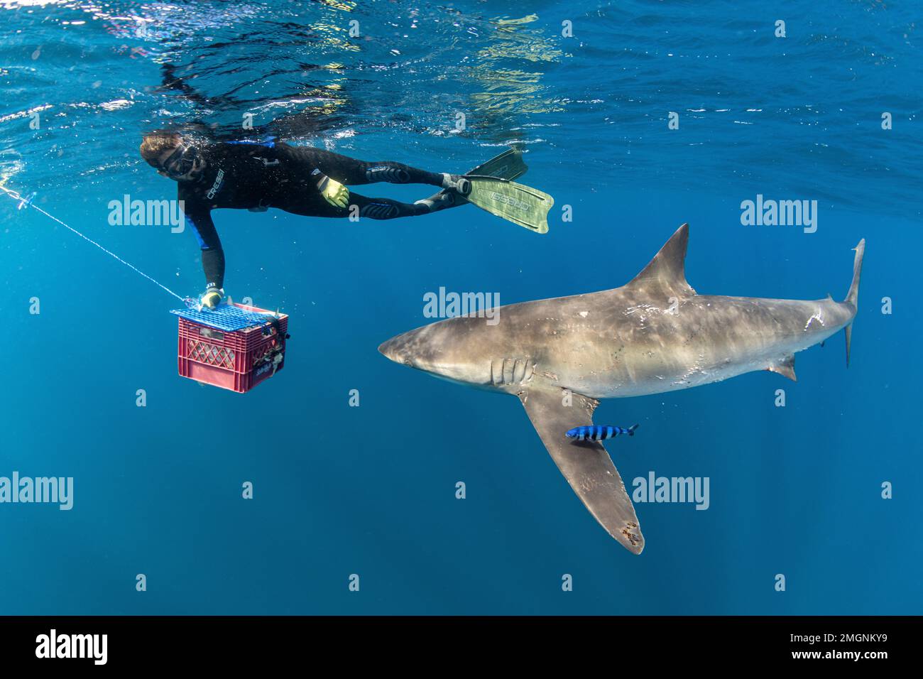 Shark handler attracts Silky shark (Carcharhinus falciformis), female ...