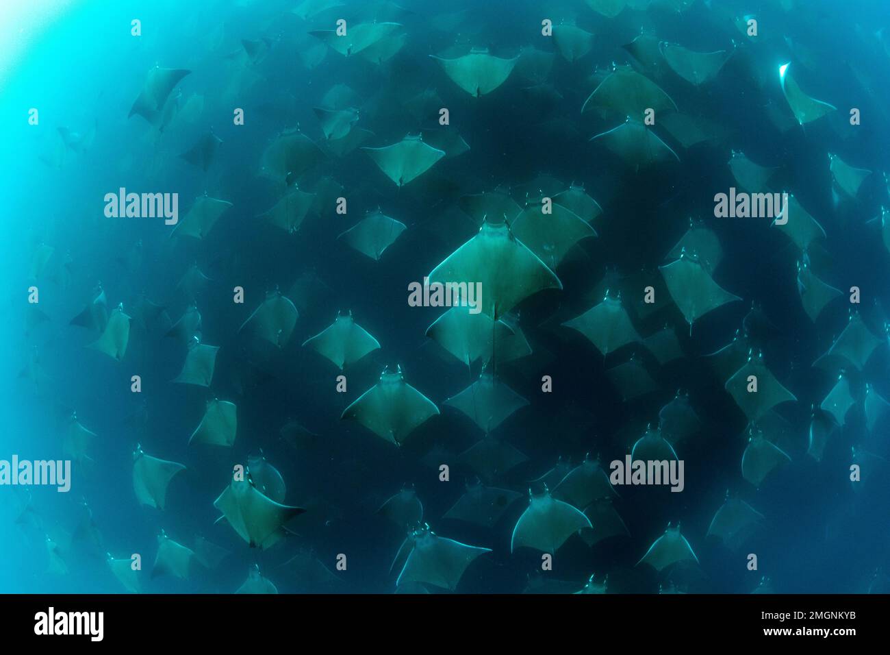 Munk's devil rays (Mobula munkiana) aggregating. Baja California, Sea ...